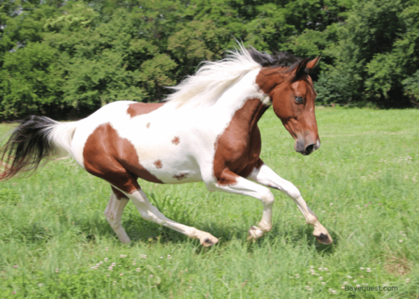 14 Cheapest Horse Breed in the World in 2026