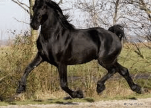 19 Top War Horse Breeds and Their History With Pictures