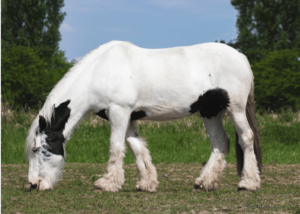 14 Cheapest Horse Breed in the World in 2026