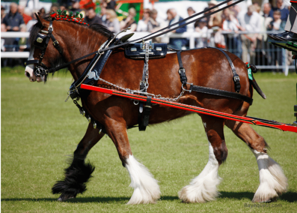 19 Top War Horse Breeds and Their History With Pictures