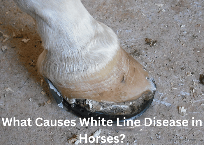 What Causes White Line Disease in Horses? 7 Common Causes