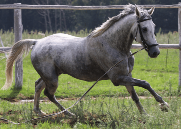 21 Amazing and Unusually Rare Horse Colors in the World