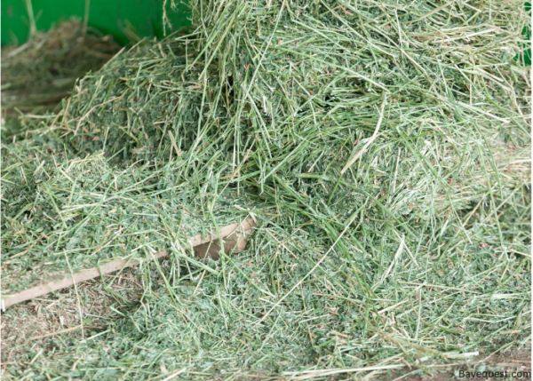 Timothy Hay Vs Alfalfa for Horses: Which One is Better?