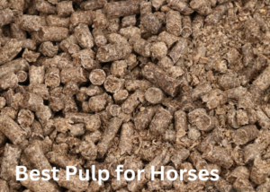 Beet Pulp for Horses: Feeding Benefits, Pros, Cons and Risks