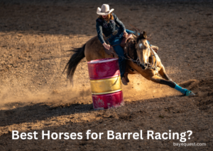 12 Best Horses for Barrel Racing