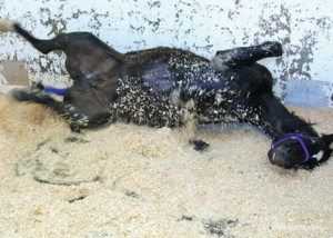 5 Essential Facts About Cast Horse: What Does It Mean?