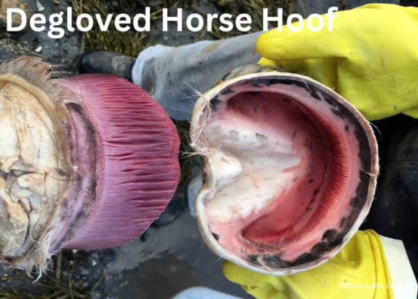 Degloved Horse Hoof? 6 Causes of Degloved Horse Hoof