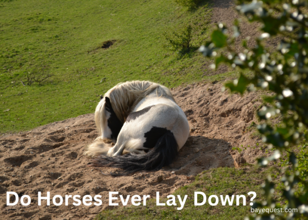 Do Horses Ever Lay Down? Find Out Now