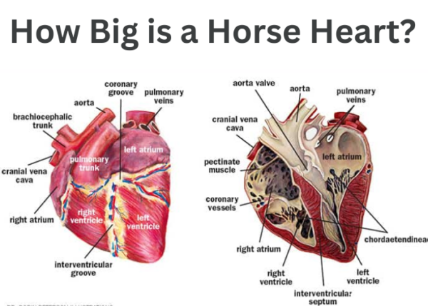 How Big is a Horse Heart? 10 Facts About the Equine Heart