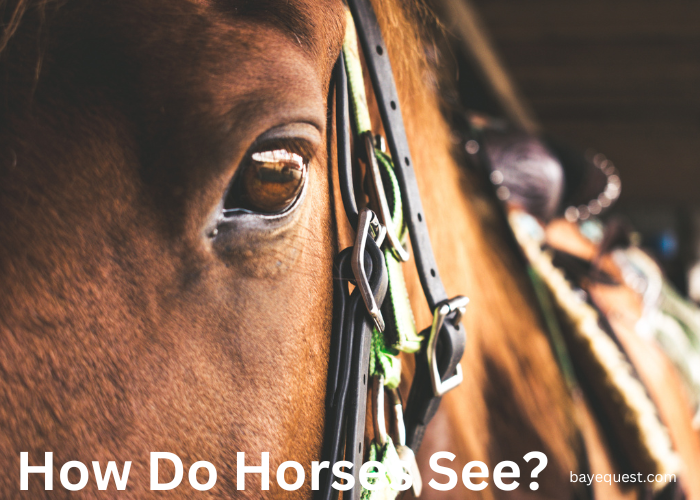 How Do Horses See? 12 Amazing Facts About Equine Vision
