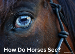 How Do Horses See? 12 Amazing Facts About Equine Vision