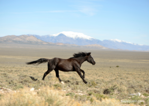 12 Best Horses for Barrel Racing