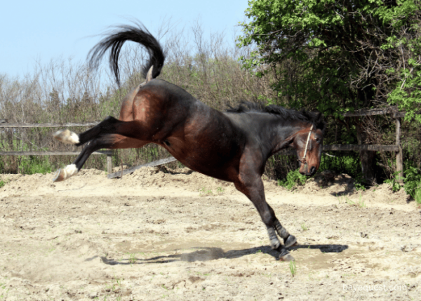 How Strong is a Horse Kick? Prevention & Treatment Options