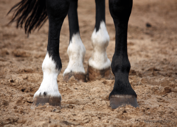 Ventral Edema in Horses: 7 Symptoms, Causes & Treatments