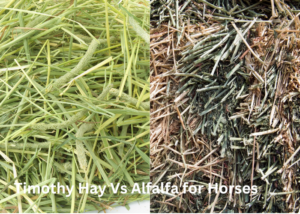 Timothy Hay Vs Alfalfa for Horses: Which One is Better?