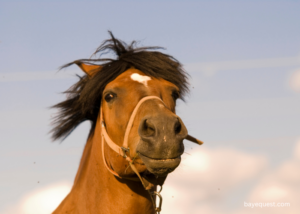 40 Best Horse Songs: Classics, Country Hits, Rock and Pop