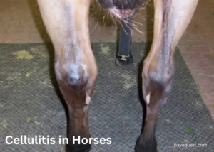 Cellulitis in Horses? Common Causes, Symptoms and Treatment