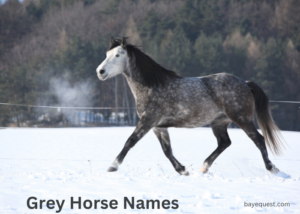 110 Best Grey Horse Names