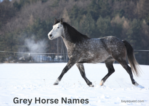 110 Best Grey Horse Names