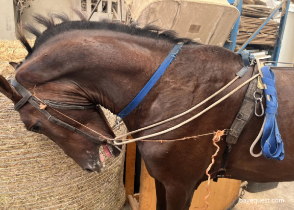 Horse Abuse: Facts, Cases and Where to Report