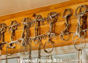 17 Types of Horse Bits & How to Choose the Best
