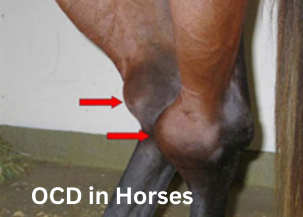 What is OCD in Horses? (Osteochondritis Dissecans Overview)