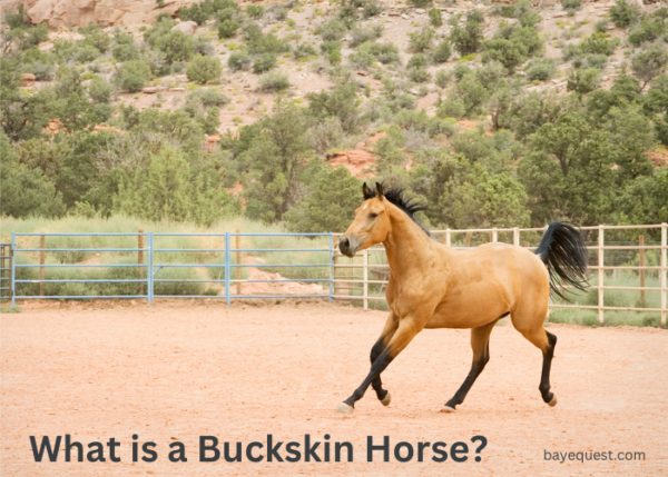 What is a Buckskin Horse? 25 Amazing Facts About Buckskins