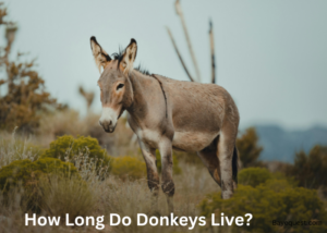 How Long Do Donkeys Live? Lifespan, Care, & 7 Longevity Tips