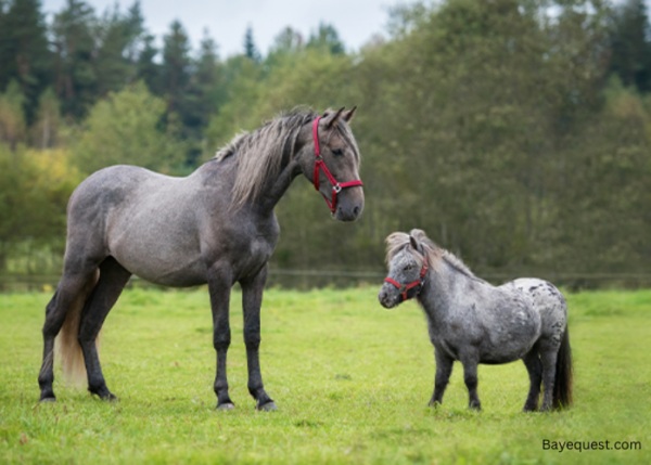 Pony Vs Horse: 10 Top Differences Between Ponies and Horses