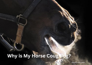 Why is My Horse Coughing? 6 Types of Cough Not to Ignore