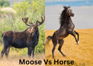 Moose Vs Horse: Differences, Similarities and Fun Facts