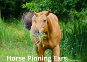 Horse Pinning Ears: Meanings, Causes, and How to Respond