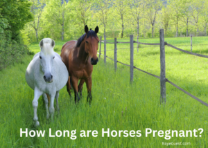 How Long Are Horses Pregnant? Mare Gestation Tips Explained!