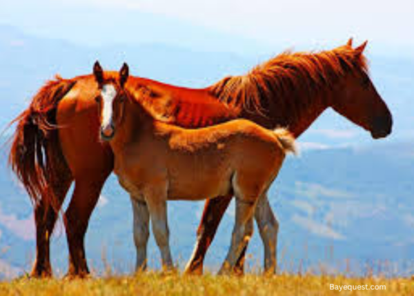 460 Red Horse Names: Fiery, Strong and Unique Ideas