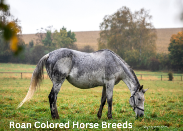 Roan Colored Horse Breeds: Breeds, Shades & Fun Facts