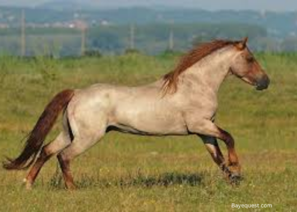 Strawberry Roan Horse: History, Genetics, Breeds &Care Guide