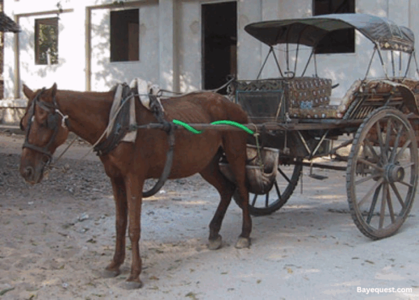 35 Most Popular Pony Breeds and Cobs: Traits and History