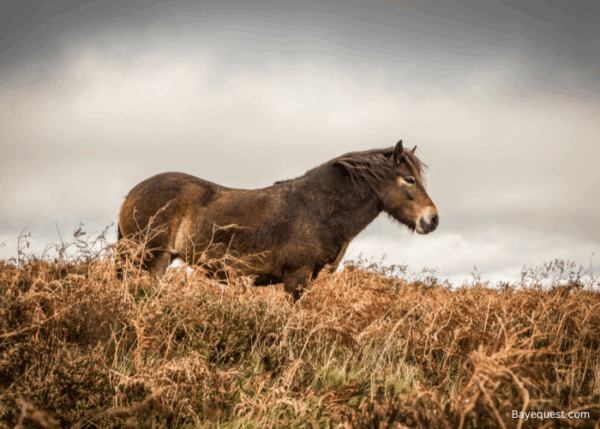 35 Most Popular Pony Breeds and Cobs: Traits and History