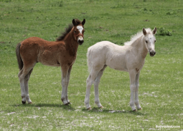 35 Most Popular Pony Breeds and Cobs: Traits and History