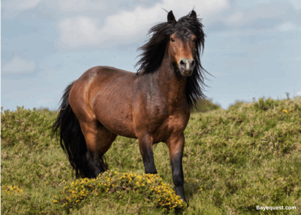 35 Most Popular Pony Breeds and Cobs: Traits and History