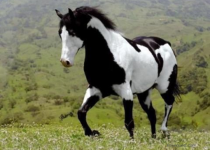 Piebald Horse: History, Characteristics, Care and Genetics