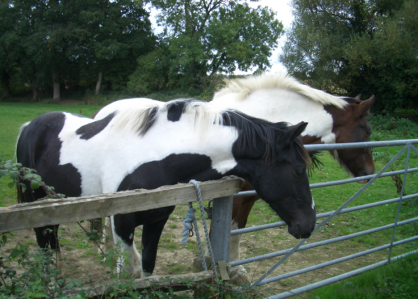 Piebald Horse: History, Characteristics, Care and Genetics