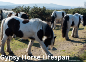 Gypsy Horse Lifespan, Characteristics, Traits, Care & Guide