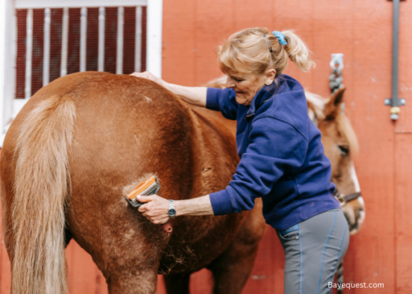 Horse Grooming: 8 Easy Step Guide for an Effective Routine