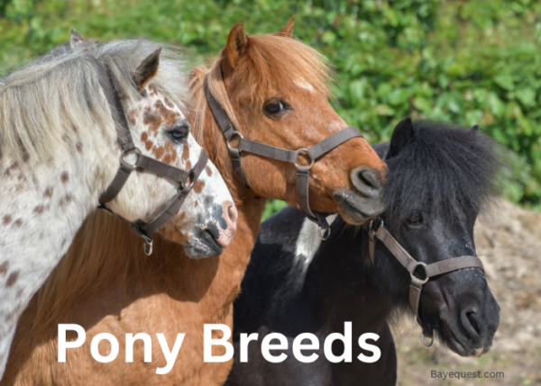 35 Most Popular Pony Breeds and Cobs: Traits and History