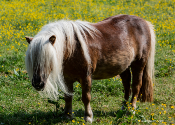 35 Most Popular Pony Breeds and Cobs: Traits and History
