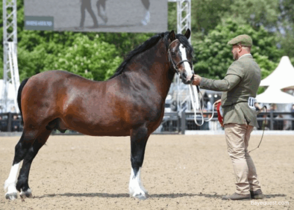 20 English Horse Breeds: History, Legacy, Traits, and Uses