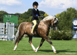 20 English Horse Breeds: History, Legacy, Traits, and Uses