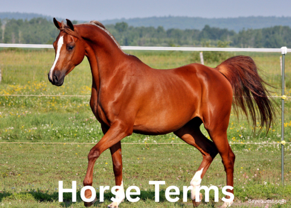 Horse Terms: A Fun Guide for Every Horse Lover.