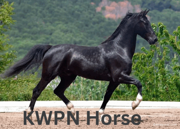 What is a KWPN Horse? History, Types and Breed Registry